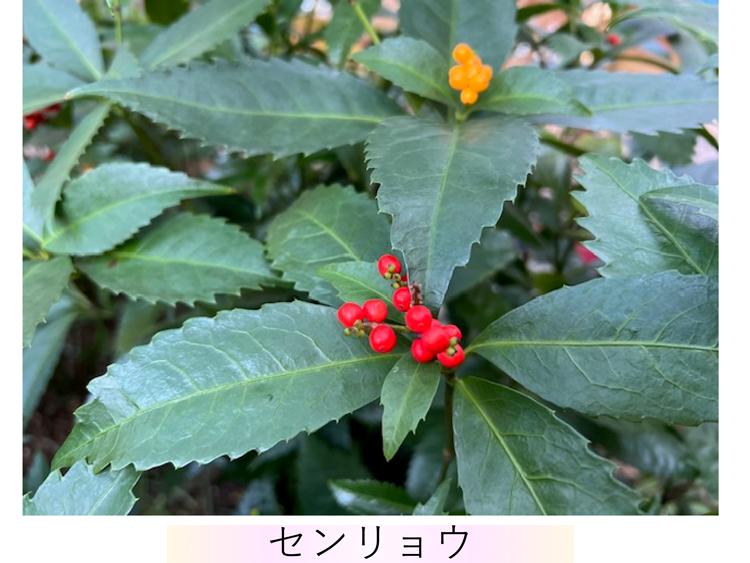 晴海アイランドトリトンスクエアガーデン | Harumi Triton-晴海トリトン